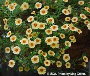 Calibrachoa 'Noa Mango Eye'