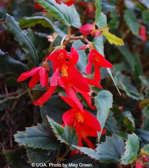 Begonia 'Sparkle Scarlet'