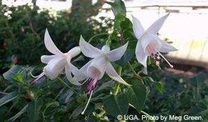 Fuchsia 'Angel Earrings White'