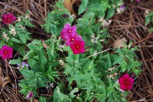 Phlox maculata 'Phloxy Lady Burgundy'
