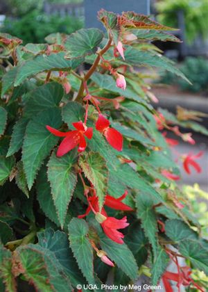 Begonia 'Sparkle Salmon'