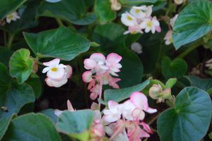 Begonia 'Braveheart Rose Bicolor'