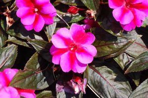 Impatiens hawkerii 'Harmony Fuchsia Cream' New Guinea Impatiens