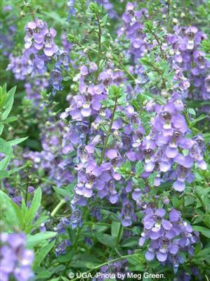 Angelonia 'Alonia Lavender'