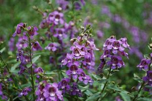 Angelonia 'Alonia Dark Blue'