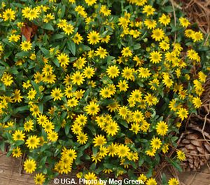 Sanvitalia 'Talya Sunny'