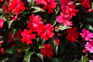 Impatiens 'SunPatiens Red'