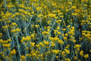 Chrysocephalum apiculatum 'Flambe Yellow' Strawflower