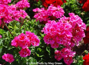 Pelargonium hortorum 'Fantasia Strawberry Sizzle' Geranium