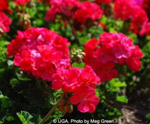 Pelargonium hortorum 'Fantasia Flamingo Rose' Geranium