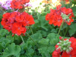 Pelargonium hortorum 'Survivor Scarlet' Geranium