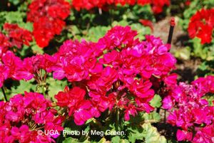 Pelargonium hortorum 'Survivor Fuchsia' Geranium