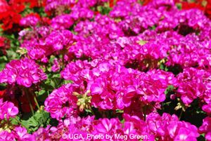 Pelargonium hortorum 'Rocky Mountain Deep Rose' Geranium