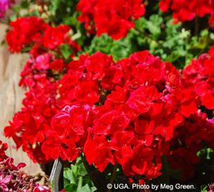 Pelargonium hortorum 'Survivor Dark Red 09' Geranium