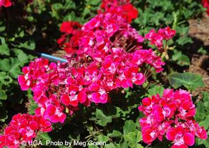 Pelargonium hortorum 'Tex Mex Fire' Geranium