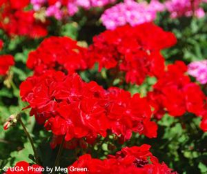 Pelargonium hortorum 'Rocky Mountain Dark Red' Geranium