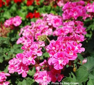 Pelargonium hortorum 'Savannah Sizzle' Geranium