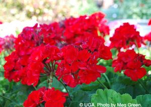 Pelargonium hortorum 'Americana Dark Red' Geranium
