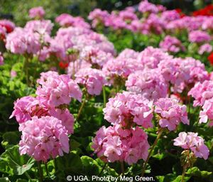 Pelargonium hortorum 'Orbit Synchro Appleblossom' Geranium
