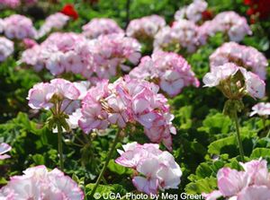 Pelargonium hortorum 'Allure Picotee Pink' Geranium