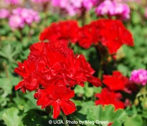 Pelargonium hortorum 'Rocky Mountain Red' Geranium