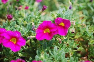 Calibrachoa 'Callie Rose'