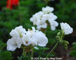 Pelargonium hortorum 'Savannah White' Geranium