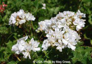 Pelargonium hortorum 'Rocky Mountain White' Geranium