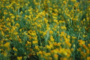 Chrysocephalum apiculatum 'Flambe Orange' Strawflower