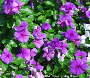 Catharanthus roseus 'First Kiss Blueberry' Vinca