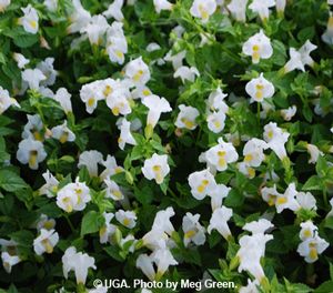 Torenia 'White Moon'