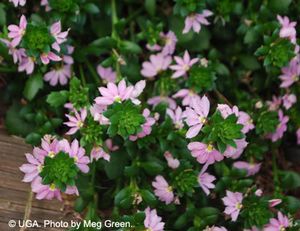 Scaevola 'Bombay Pink'