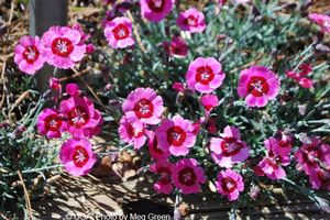Dianthus hybrid 'Peppermint Star' Hybrid Pinks