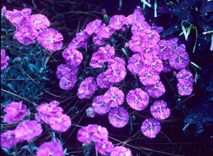 Dianthus hybrid 'Shooting Star' Hybrid Pinks
