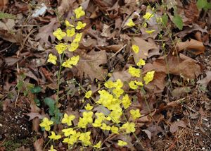 Epimedium pinnatum ssp. colchicum Barrenwort/Fairy Wings