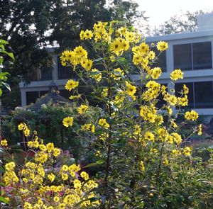 Helianthus hybrid 'Marcs Apollo' Perennial Sunflower