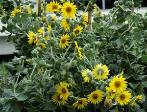 Helianthus mollis Downy Sunflower