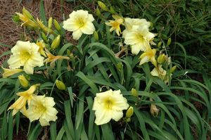 Hemerocallis hybrid 'Stella Supreme' Daylily