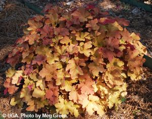 Heuchera villosa 'Caramel' Hairy Alumroot