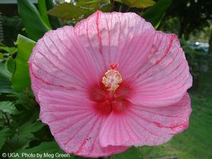 Hibiscus hybrid 'Cordials Peppermint Schnapps' Cordial Hibiscus