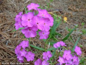 Phlox hybrid 'Wanda' Garden Phlox
