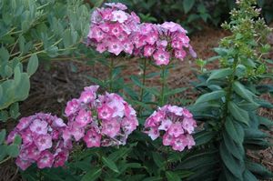 Phlox paniculata 'Volcano Pink' Summer Phlox
