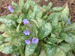 Pulmonaria saccharata 'Gaelic Spring' Lungwort