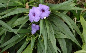 Ruellia brittoniana 'Katie's Dwarf' Dwarf Ruellia