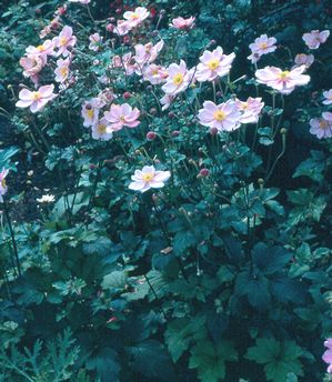 Anemone tomentosa 'Robustissima' Grape-leaf Anemone