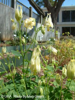 Aquilegia canadensis 'Corbett' Canadian Columbine