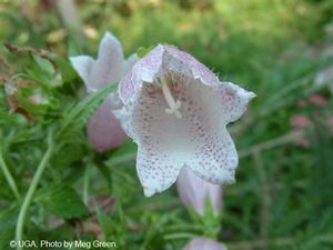 Campanula punctata 'Pink Chimes' Spotted Bellflower