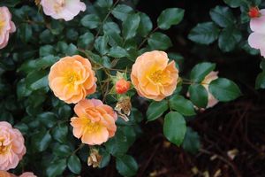 Rosa 'Carpet Amber' Carpet Rose