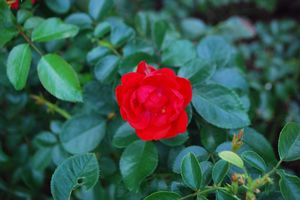 Rosa 'Carpet Scarlet' Carpet Rose