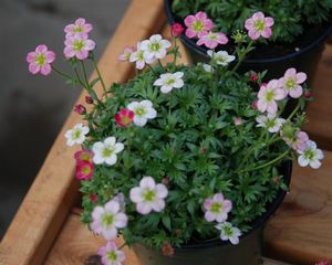 Saxifraga arendsii 'Touran Deep Red' Mossy Saxifrage